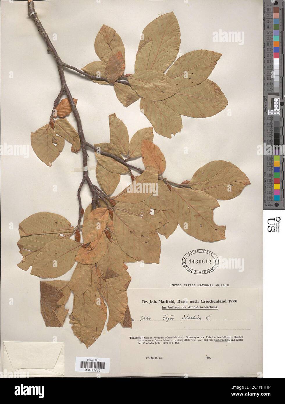Fagus sylvatica L Fagus sylvatica L Stock Photo - Alamy