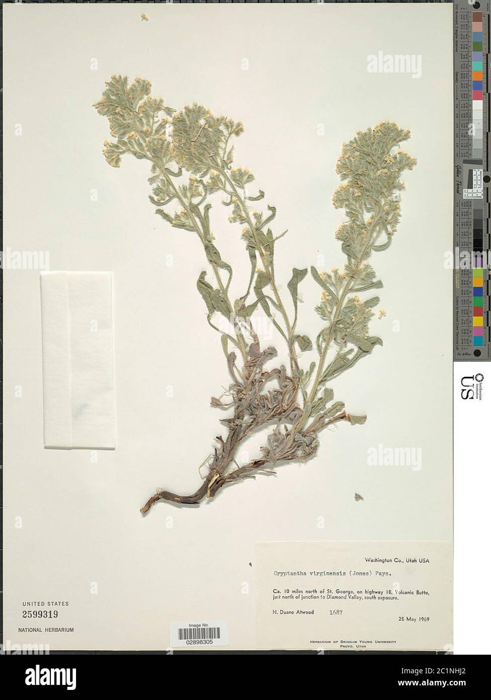 Cryptantha virginensis ME Jones Payson Cryptantha virginensis ME Jones ...