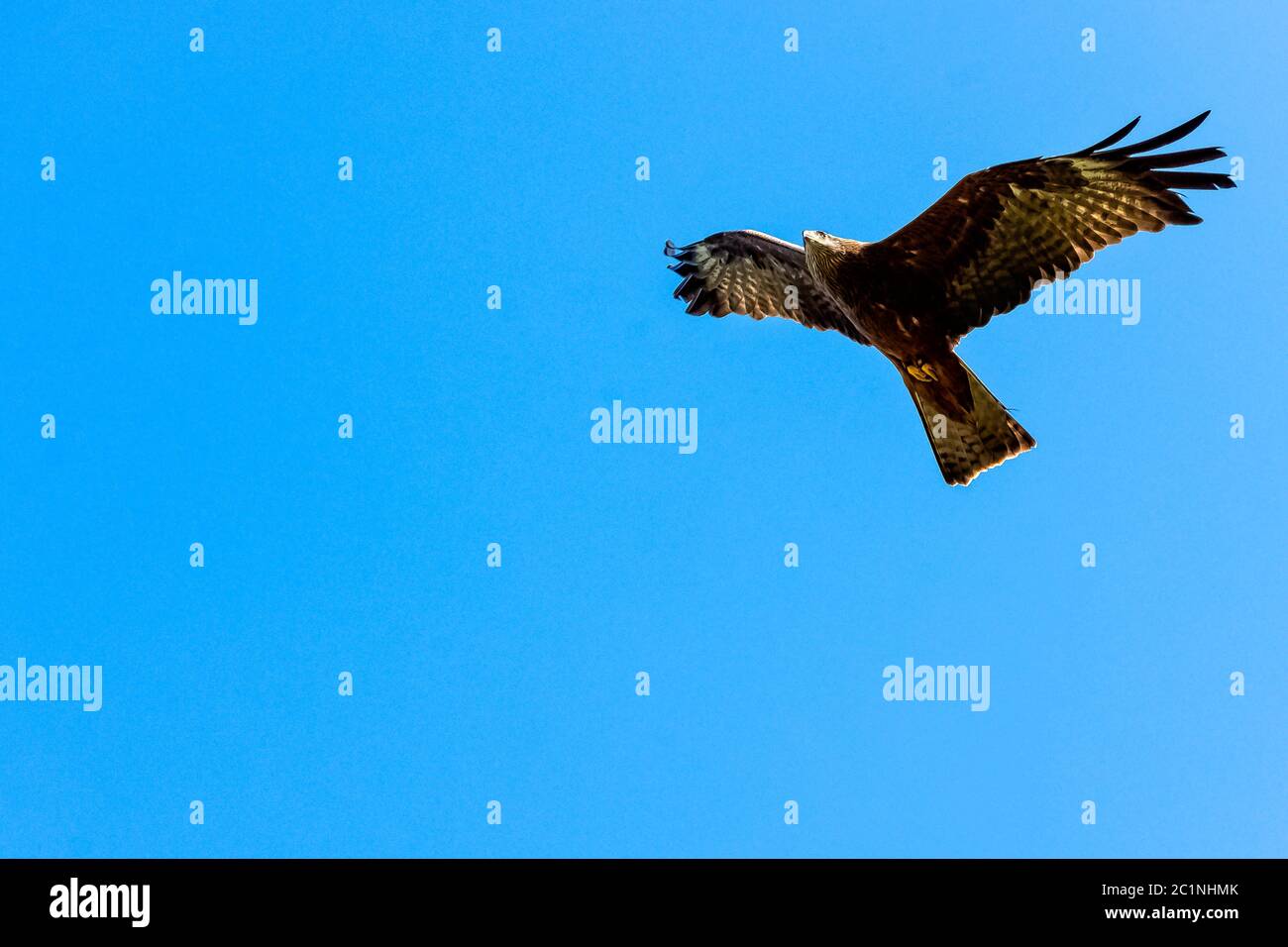 Flying red kite (Milvus milvus Stock Photo - Alamy