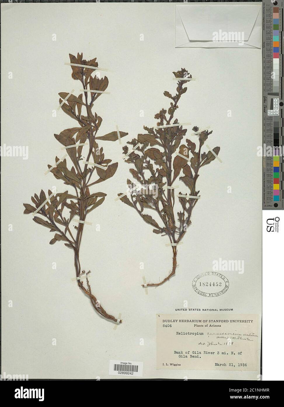 Heliotropium sp Heliotropium sp Stock Photo - Alamy