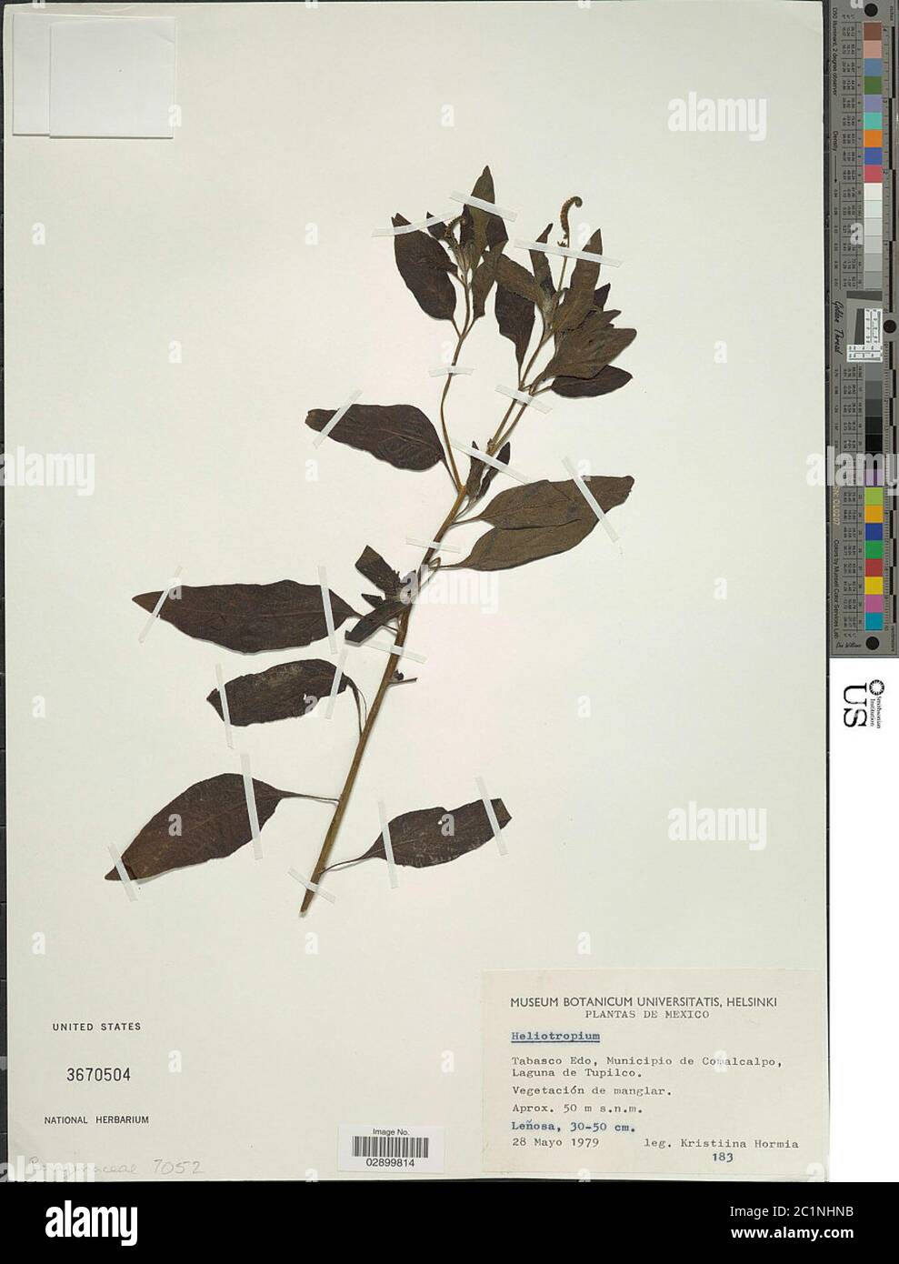 Heliotropium Sp High Resolution Stock Photography and Images - Alamy