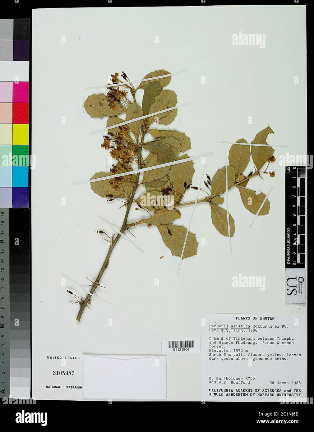 Berberis asiatica hi-res stock photography and images - Alamy