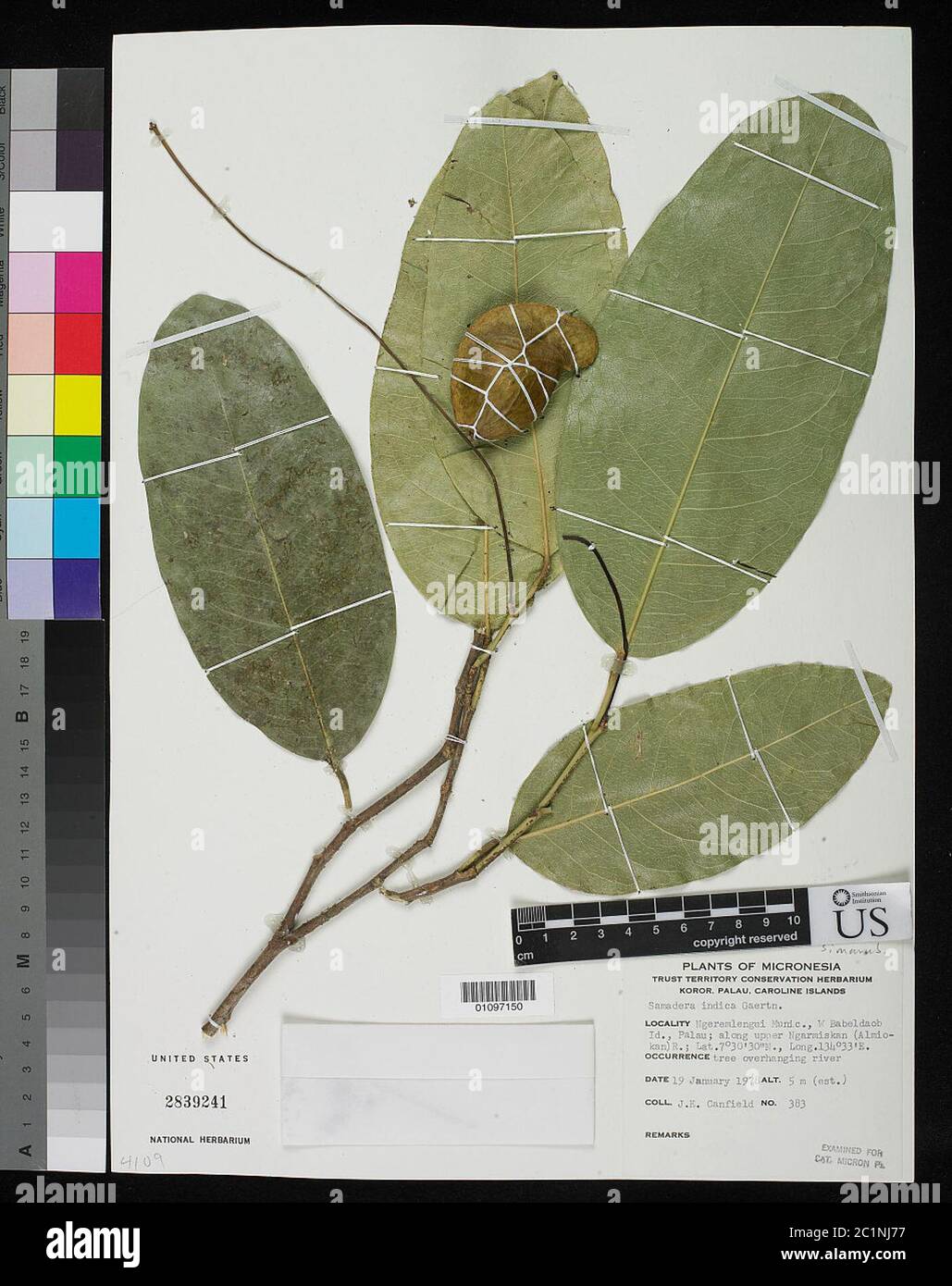 Gaertn plant hi-res stock photography and images - Alamy