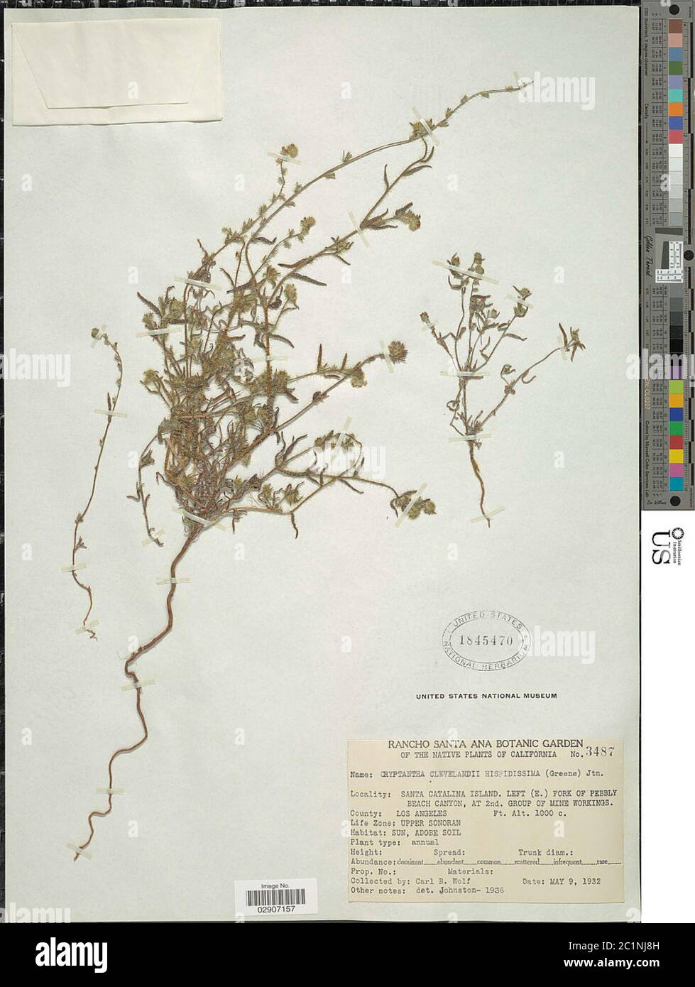 Cryptantha clevelandii Greene Cryptantha clevelandii Greene Stock Photo ...