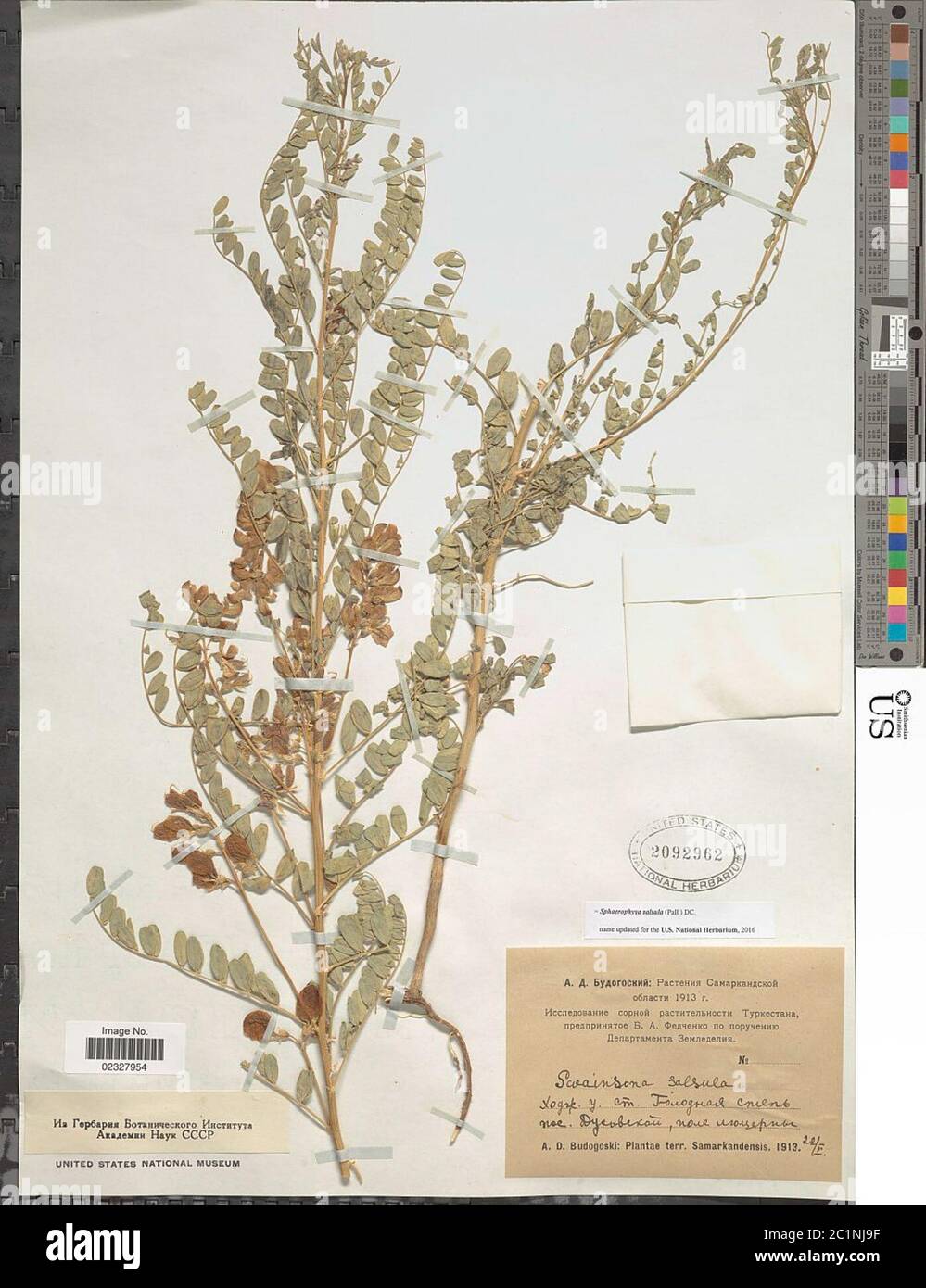 Sphaerophysa salsula hi-res stock photography and images - Alamy