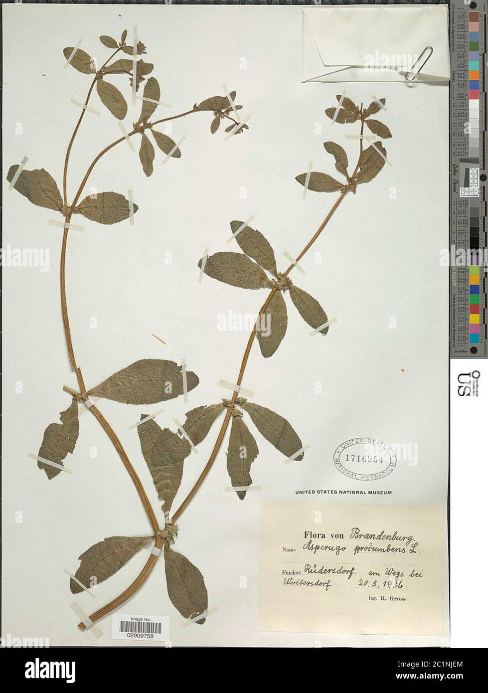 Asperugo procumbens Asperugo procumbens Stock Photo - Alamy