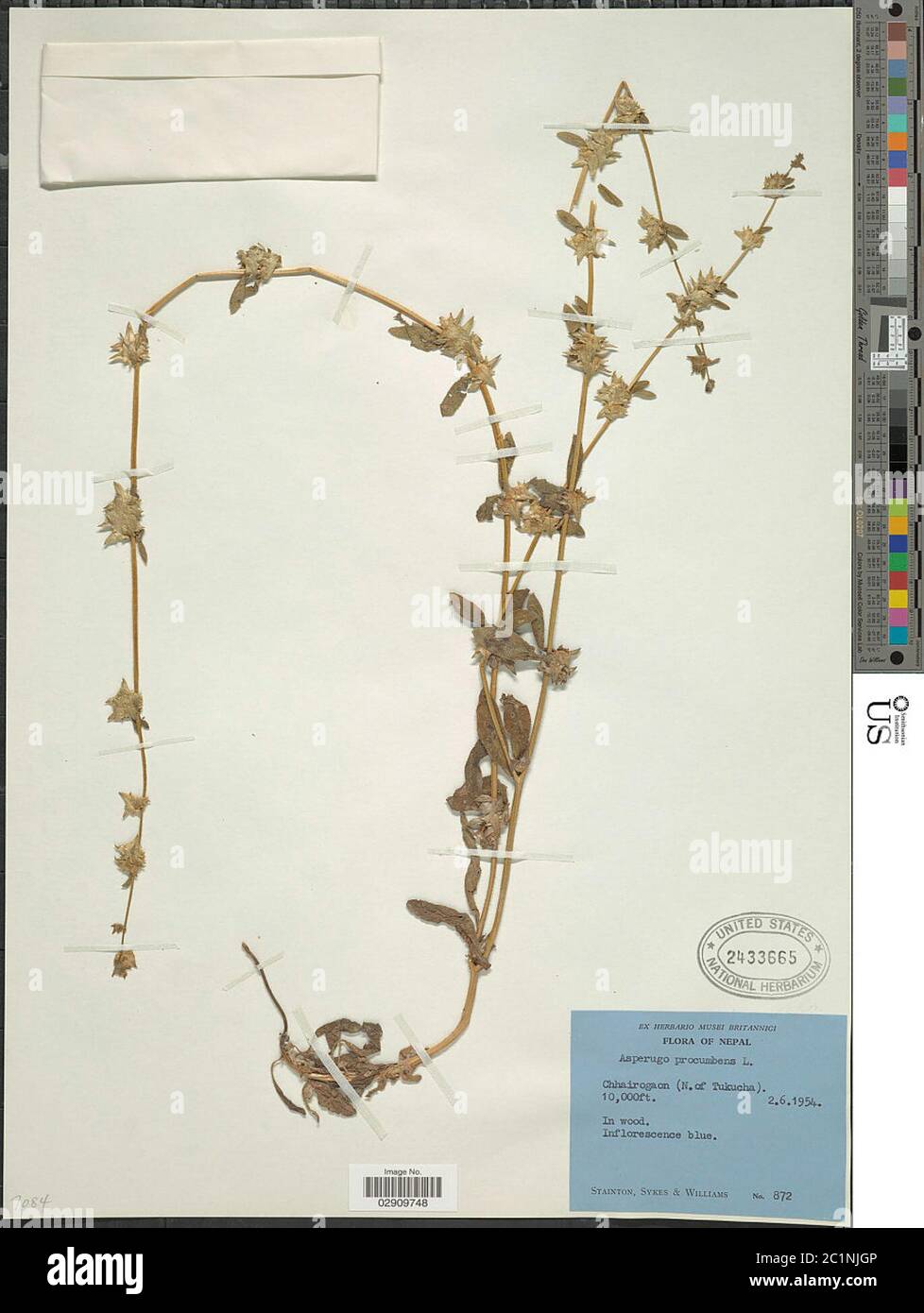 Asperugo procumbens Asperugo procumbens Stock Photo - Alamy