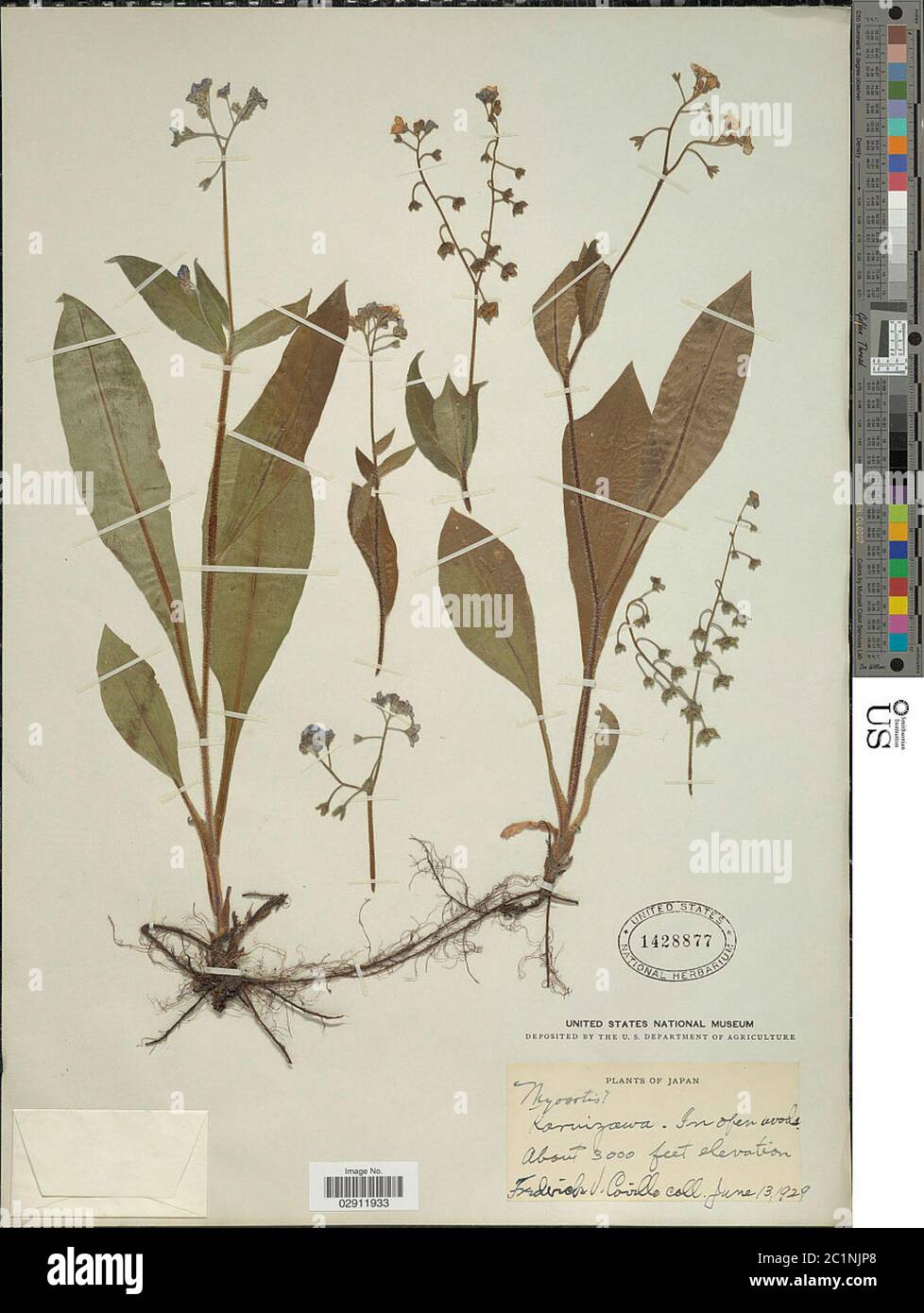 Myosotis genus hi-res stock photography and images - Alamy