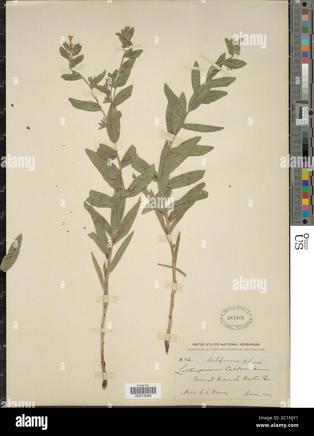Lithospermum californicum A Gray Lithospermum californicum A Gray Stock ...