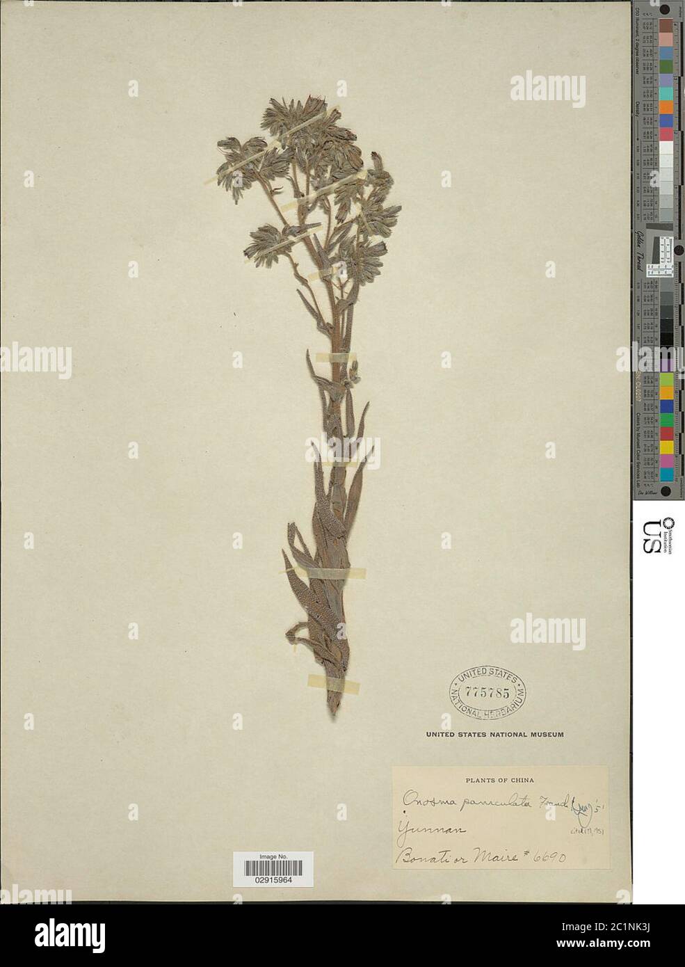 Onosma paniculata Bureau Franch Onosma paniculata Bureau Franch Stock ...