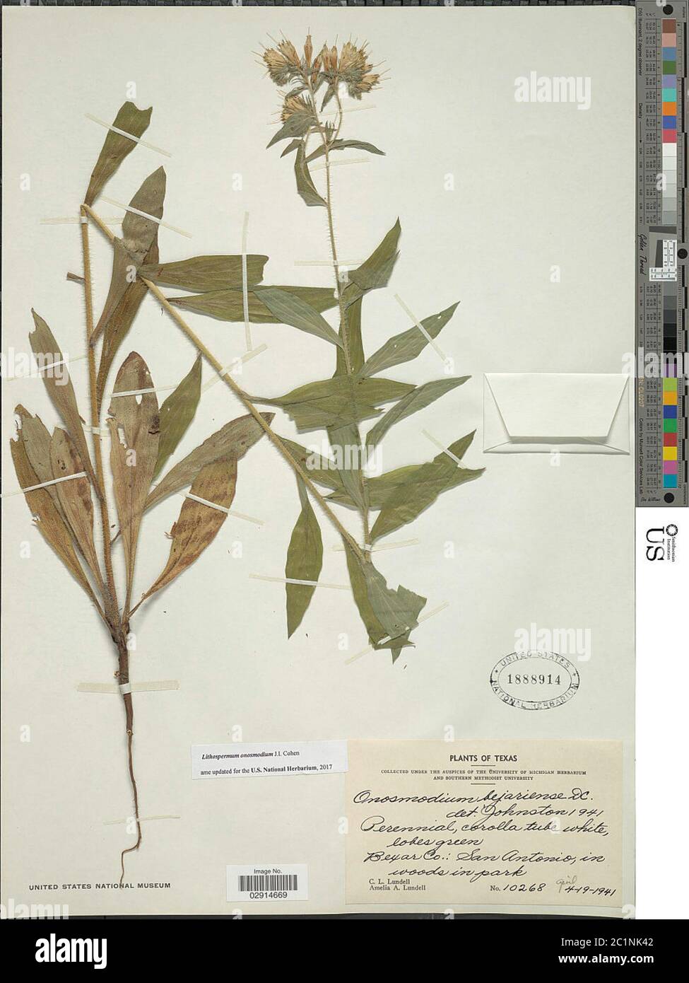 Lithospermum onosmodium Cohen Lithospermum onosmodium Cohen Stock Photo ...