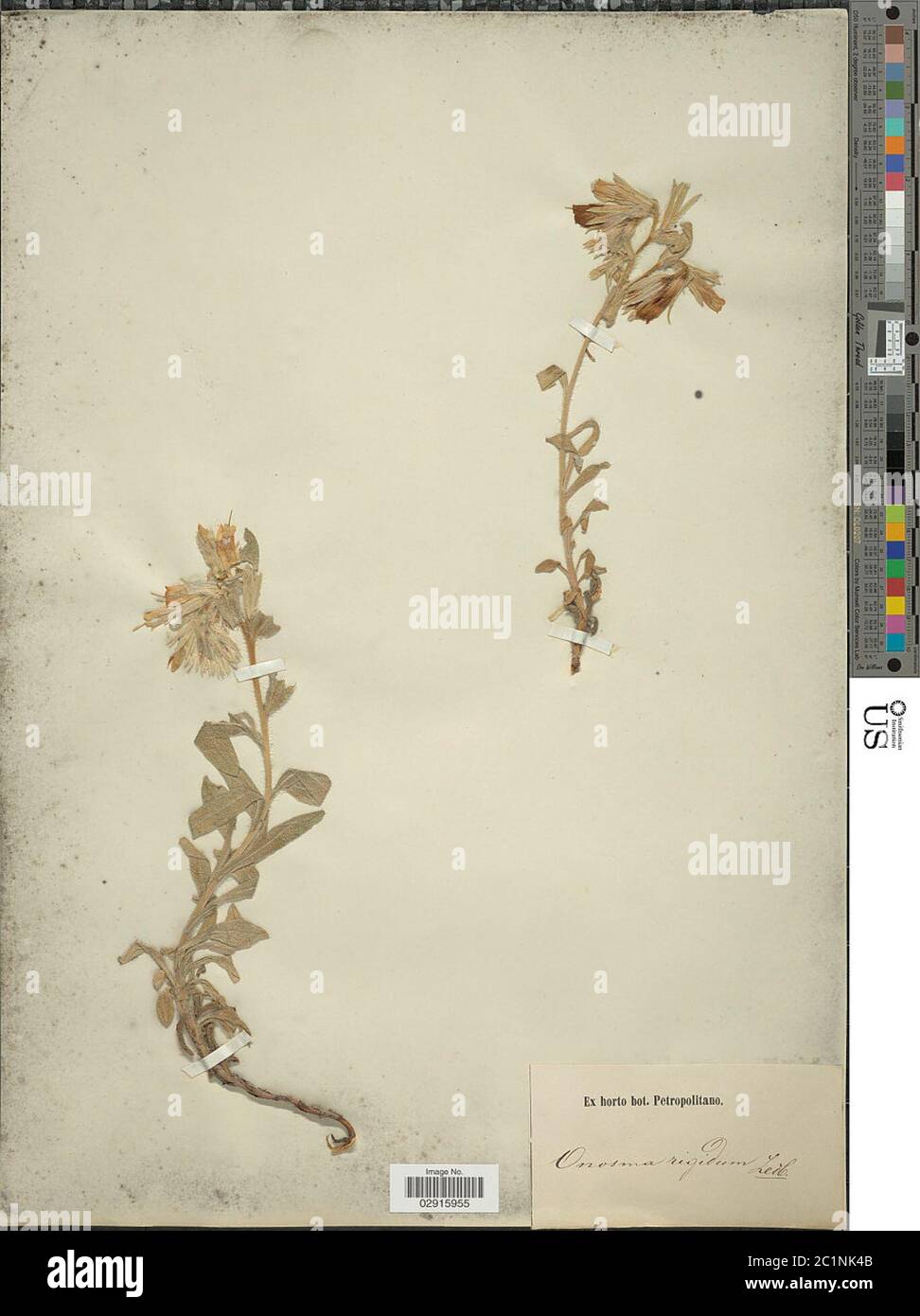 Onosma rigida Ledeb Onosma rigida Ledeb Stock Photo - Alamy