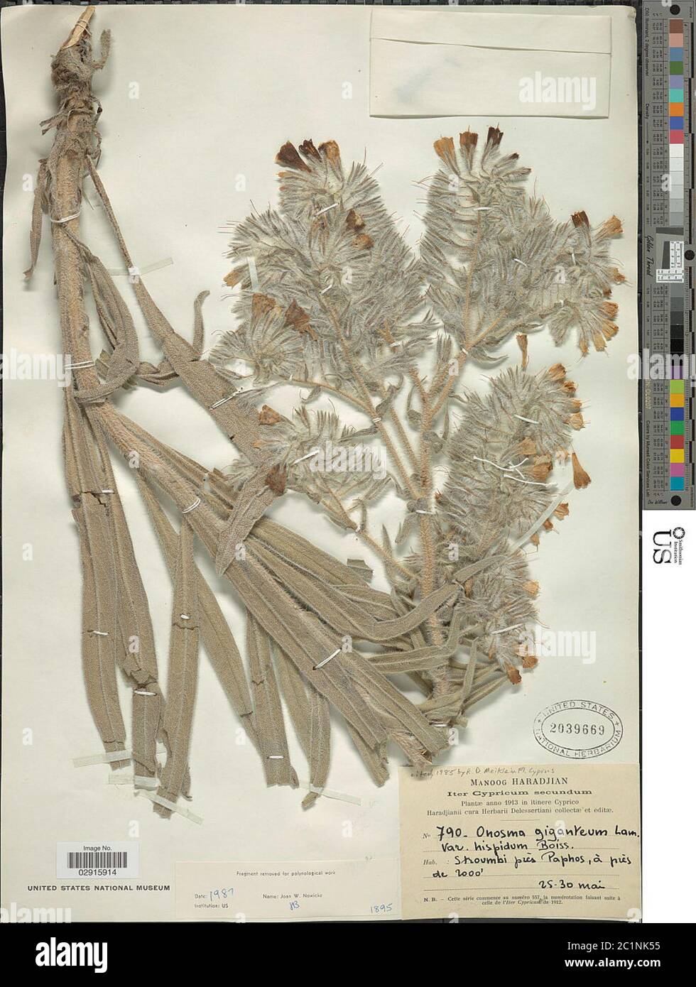 Onosma gigantea Lam Onosma gigantea Lam Stock Photo - Alamy