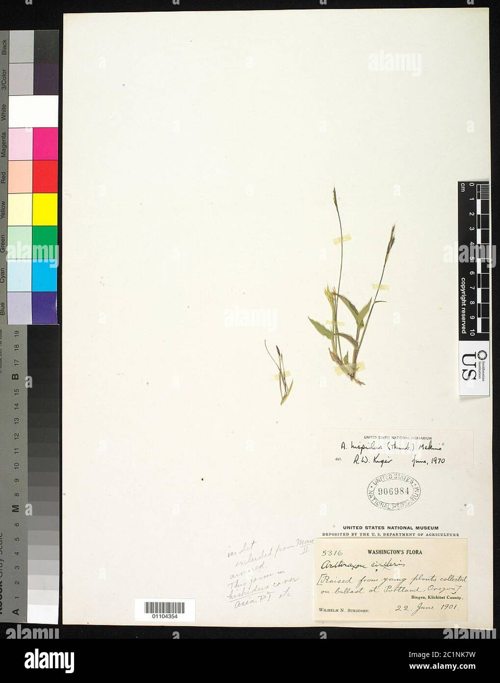 Arthraxon hispidus Thunb Makino Arthraxon hispidus Thunb Makino Stock ...