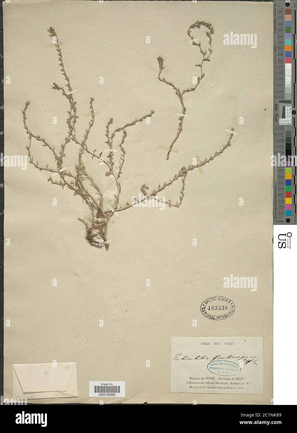 Echiochilon fruticosum Desf Echiochilon fruticosum Desf Stock Photo - Alamy