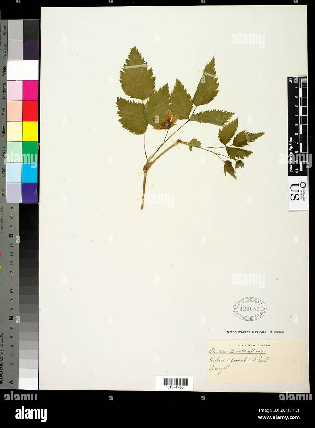 Rubus spectabilis Pursh Rubus spectabilis Pursh Stock Photo - Alamy