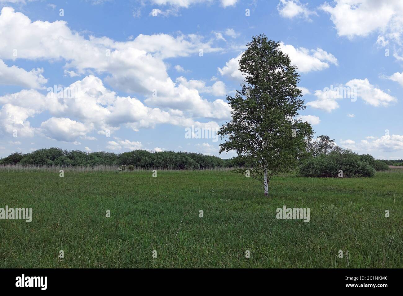 Betula birch deciduous tree hi-res stock photography and images - Alamy