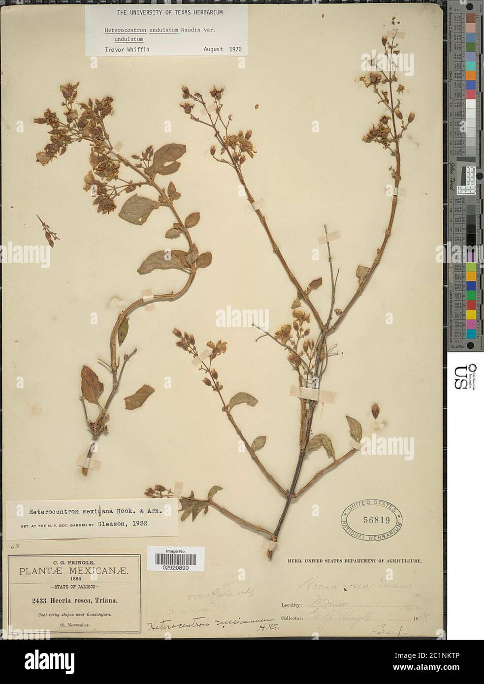 Heterocentron undulatum Heterocentron undulatum Stock Photo - Alamy