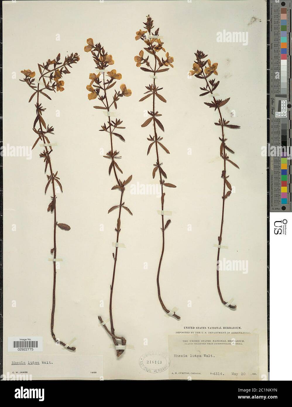 Rhexia lutea Walter Rhexia lutea Walter Stock Photo - Alamy