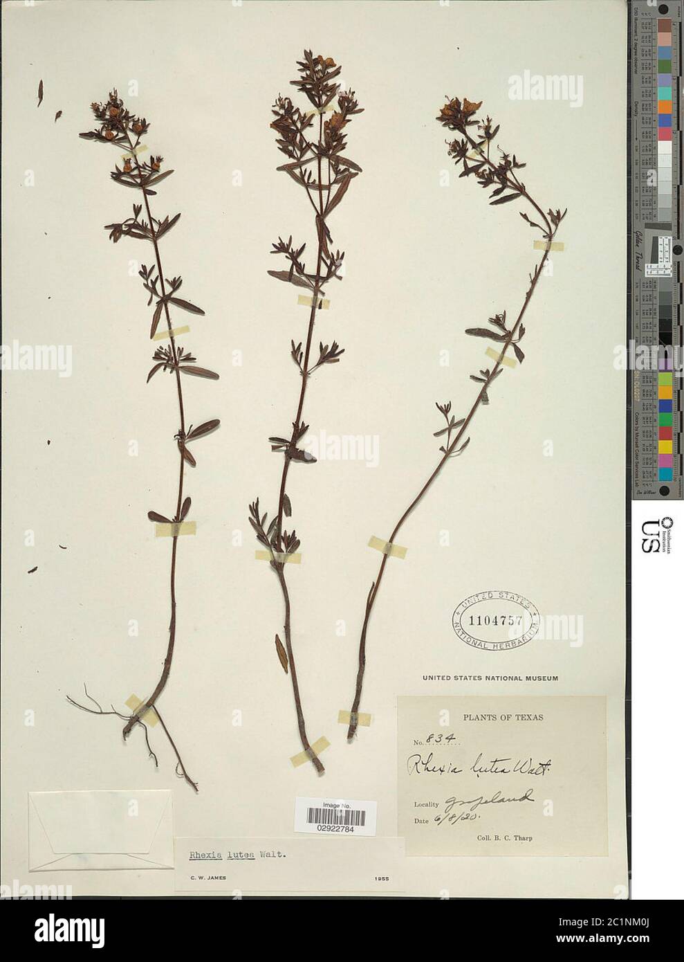 Rhexia lutea Walter Rhexia lutea Walter Stock Photo - Alamy
