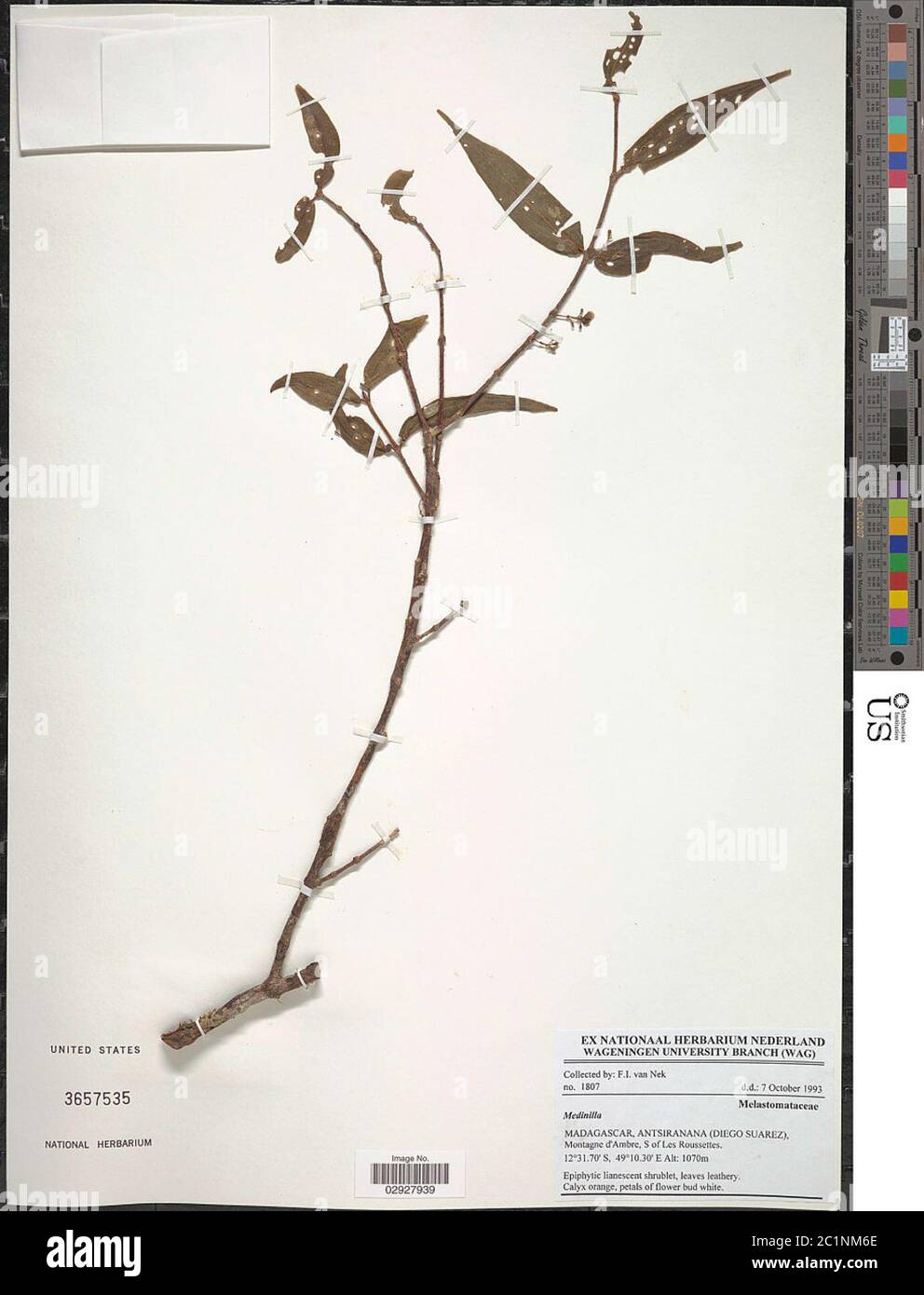 Medinilla genus hi-res stock photography and images - Alamy