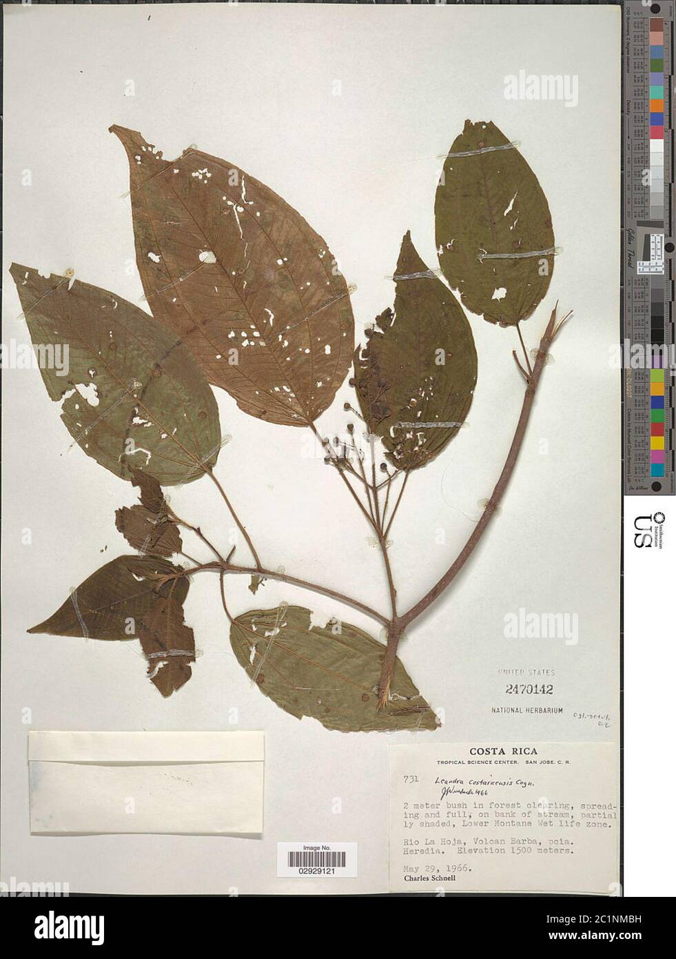 Leandra costaricensis Cogn Leandra costaricensis Cogn Stock Photo - Alamy