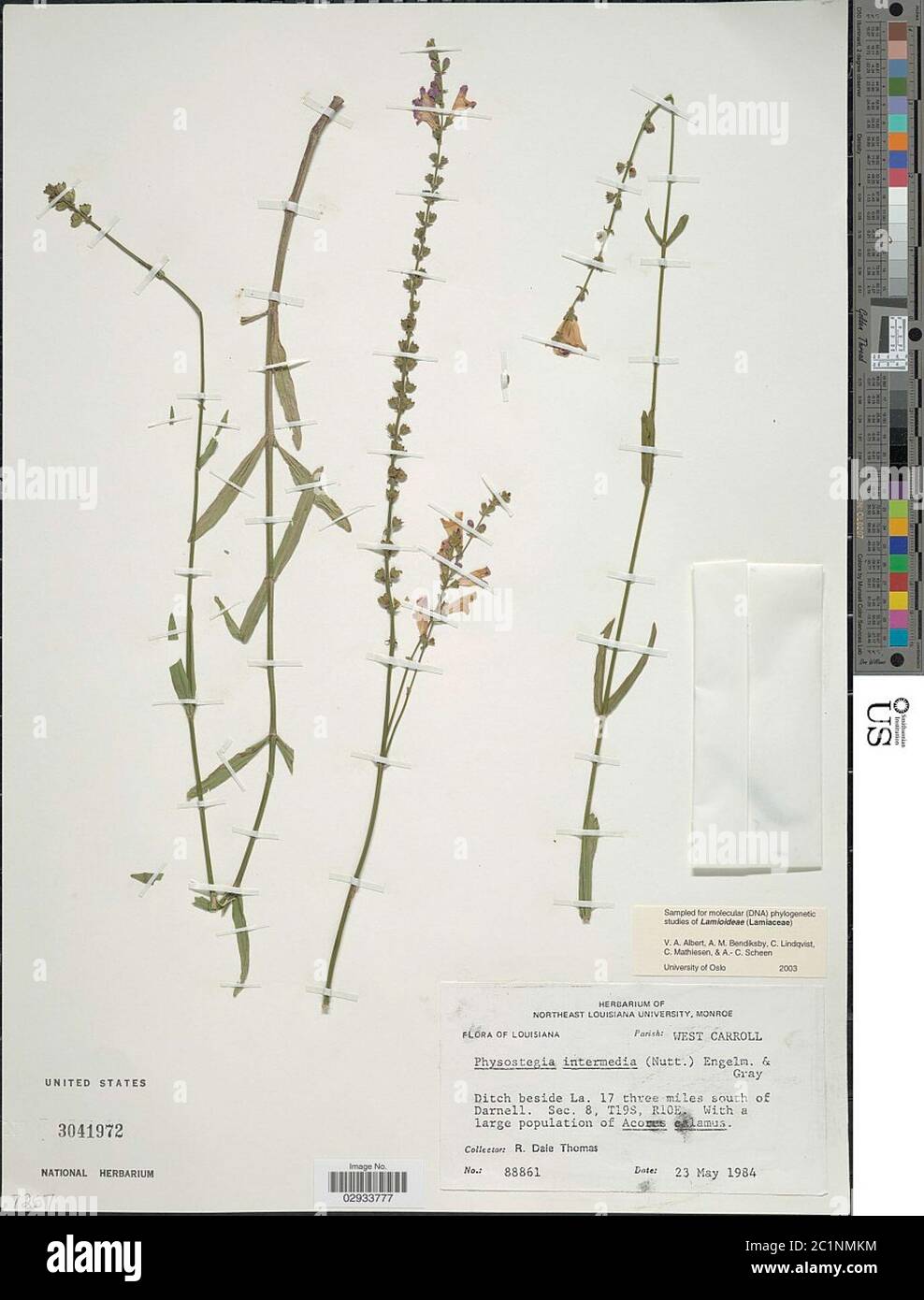 Physostegia intermedia Physostegia intermedia Stock Photo - Alamy