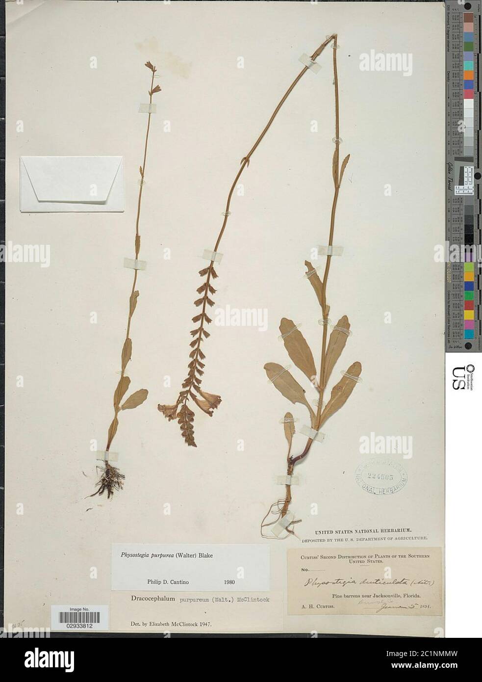 Physostegia purpurea Walter Blake Physostegia purpurea Walter Blake ...