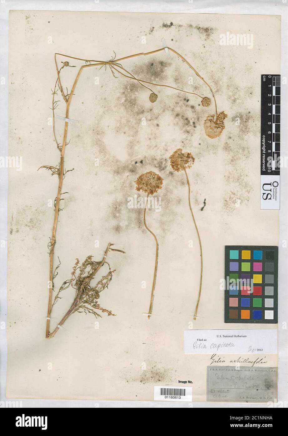 Gilia capitata Sims Gilia capitata Sims Stock Photo - Alamy