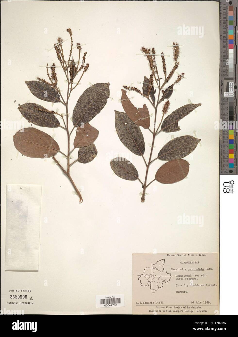 Terminalia paniculata Roth Terminalia paniculata Roth Stock Photo - Alamy