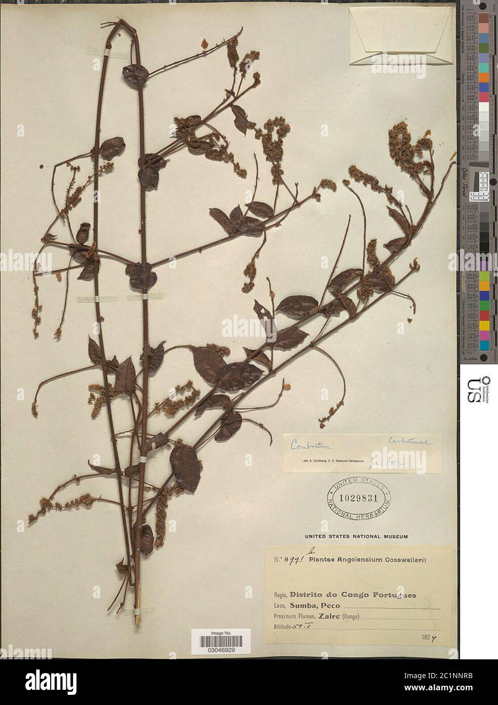 Combretum sp Combretum sp Stock Photo - Alamy