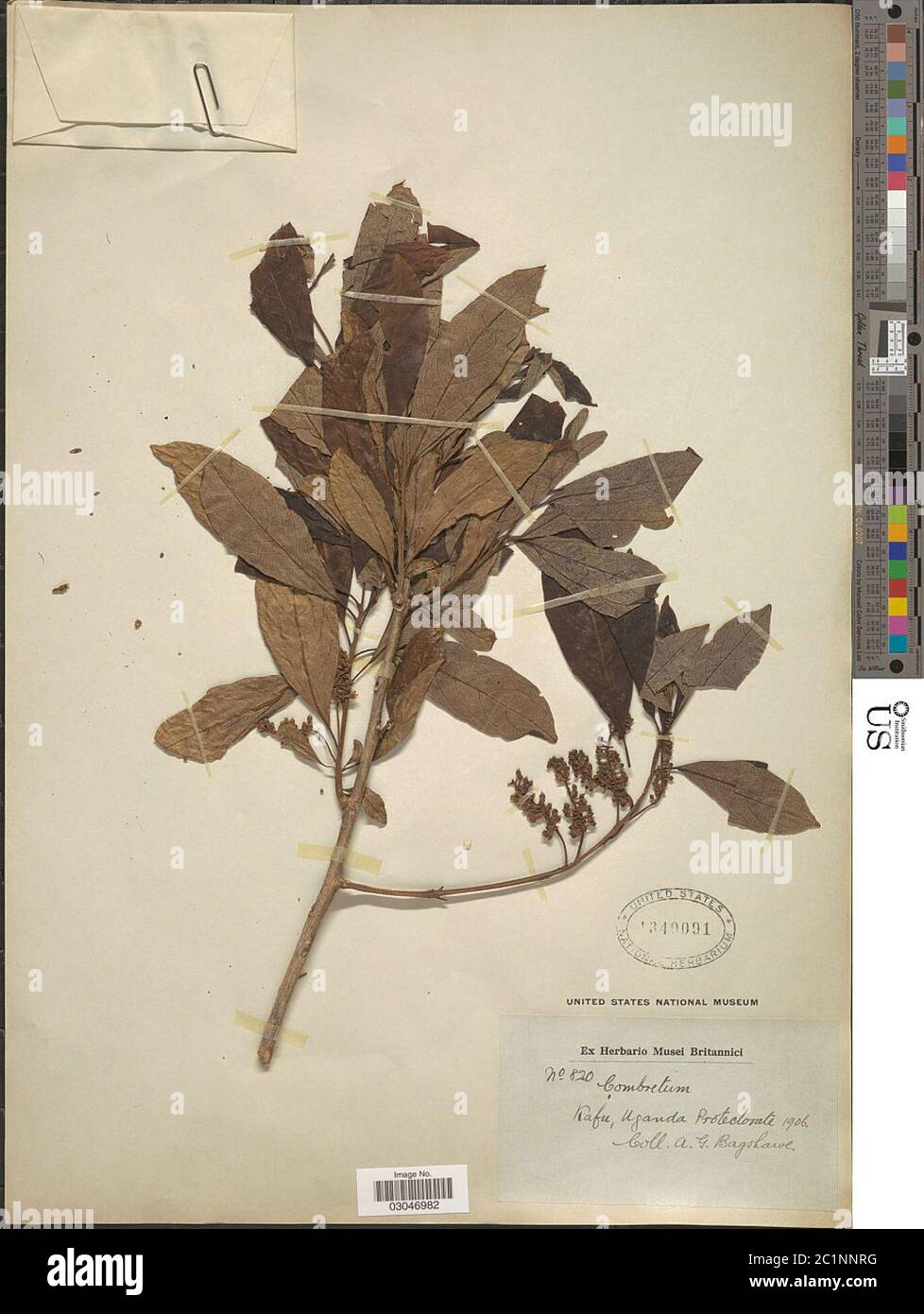 Combretum sp Combretum sp Stock Photo - Alamy