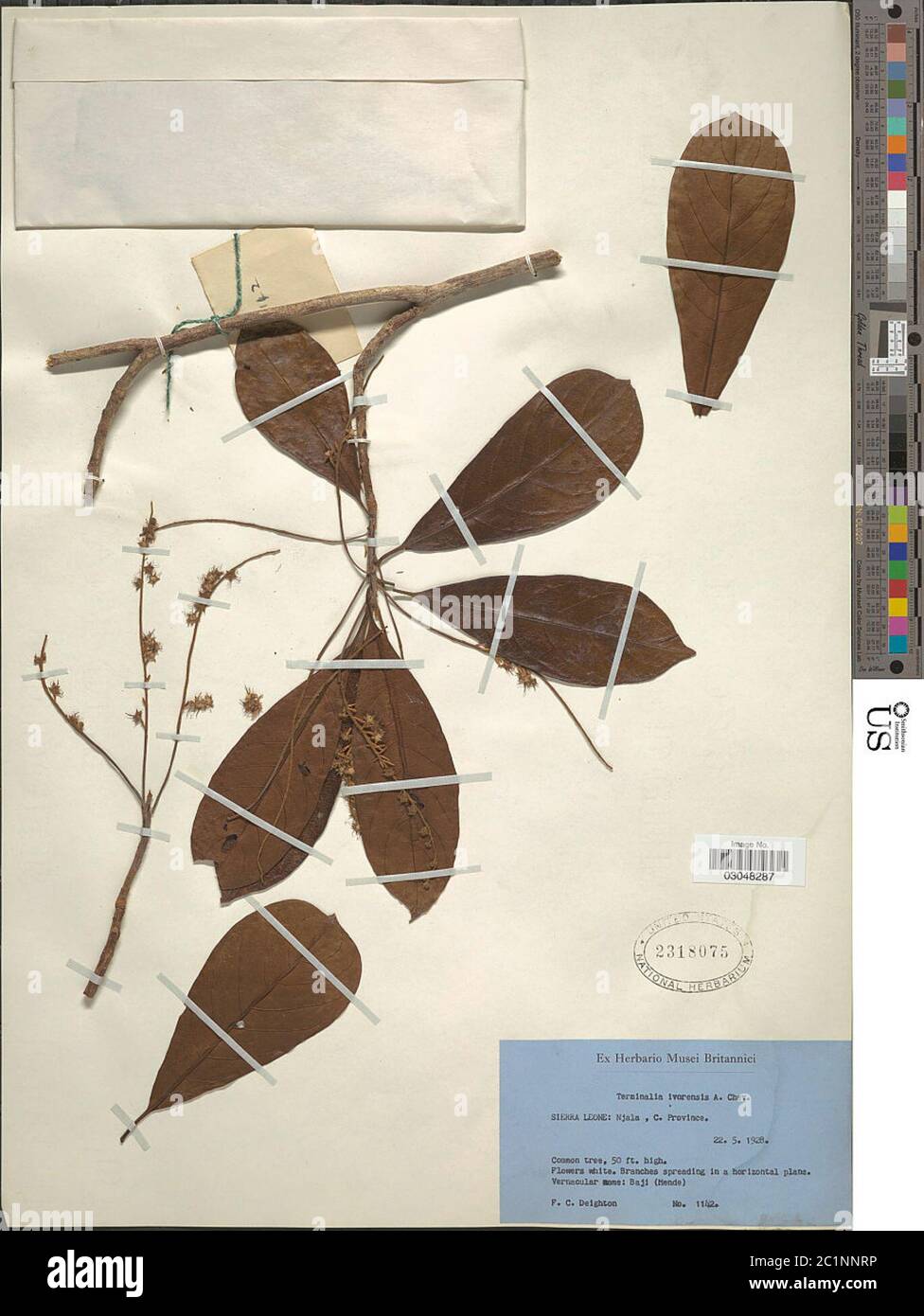 Terminalia ivorensis A Chev Terminalia ivorensis A Chev Stock Photo - Alamy