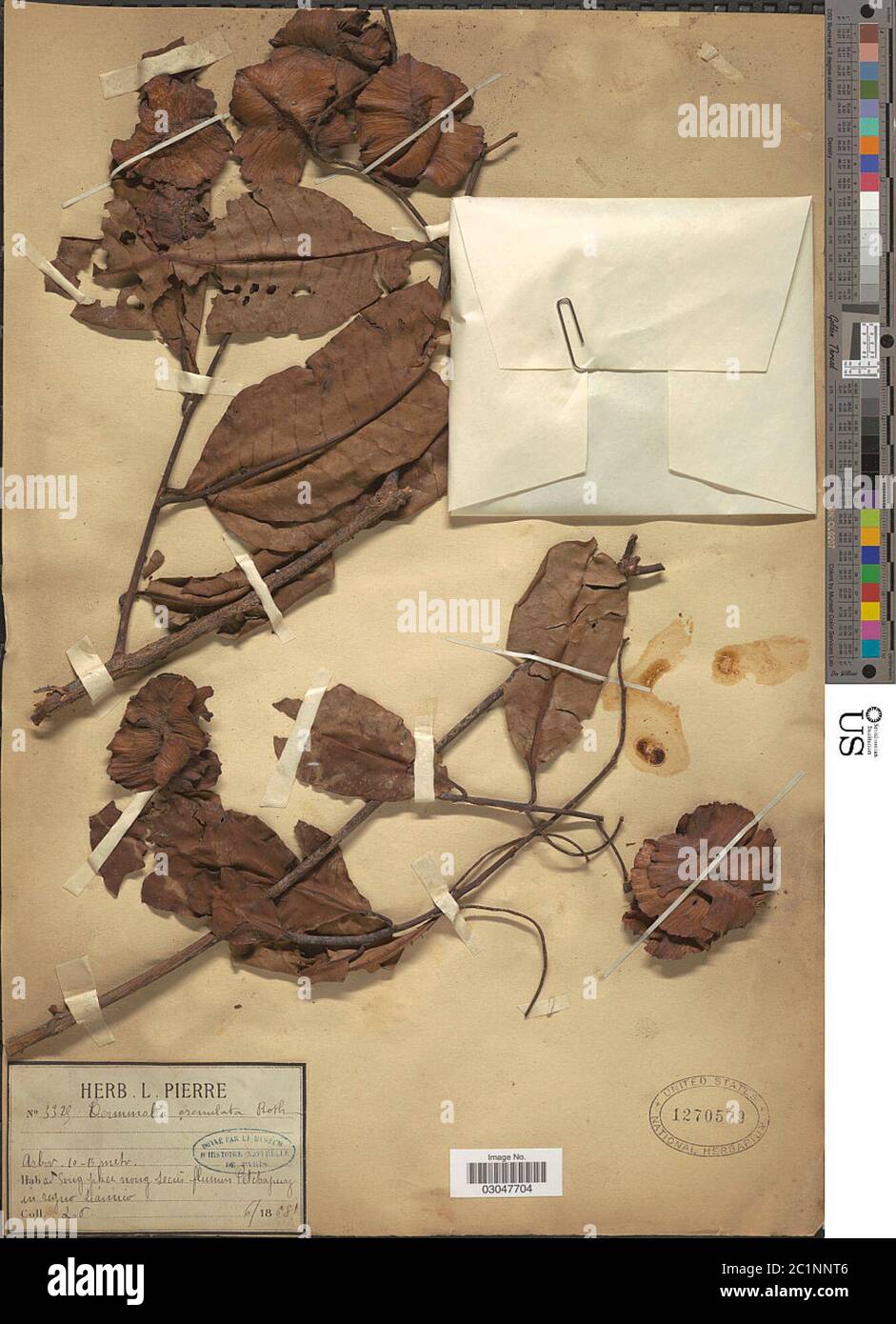 Terminalia crenulata hi-res stock photography and images - Alamy