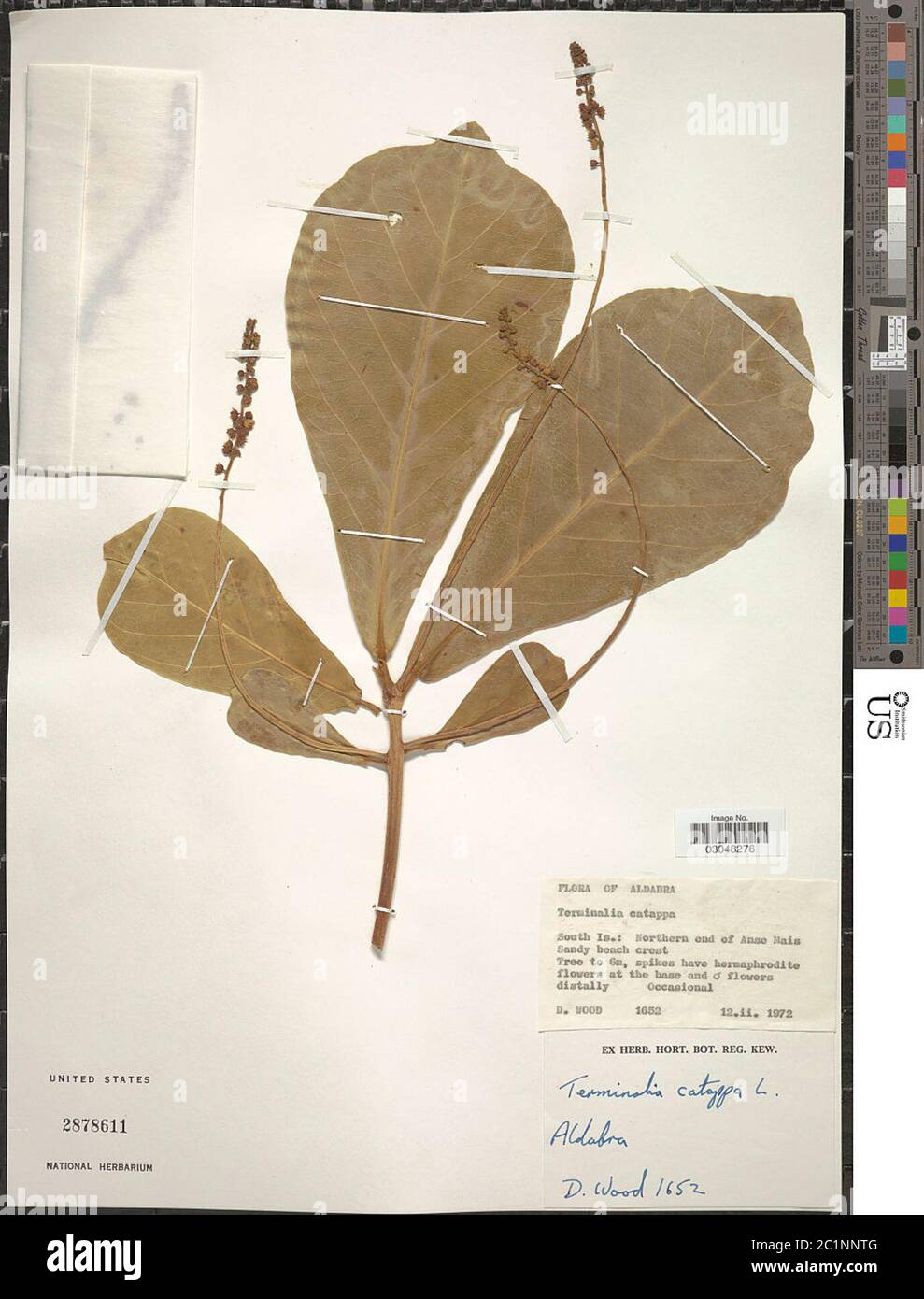 Terminalia catappa L Terminalia catappa L Stock Photo - Alamy