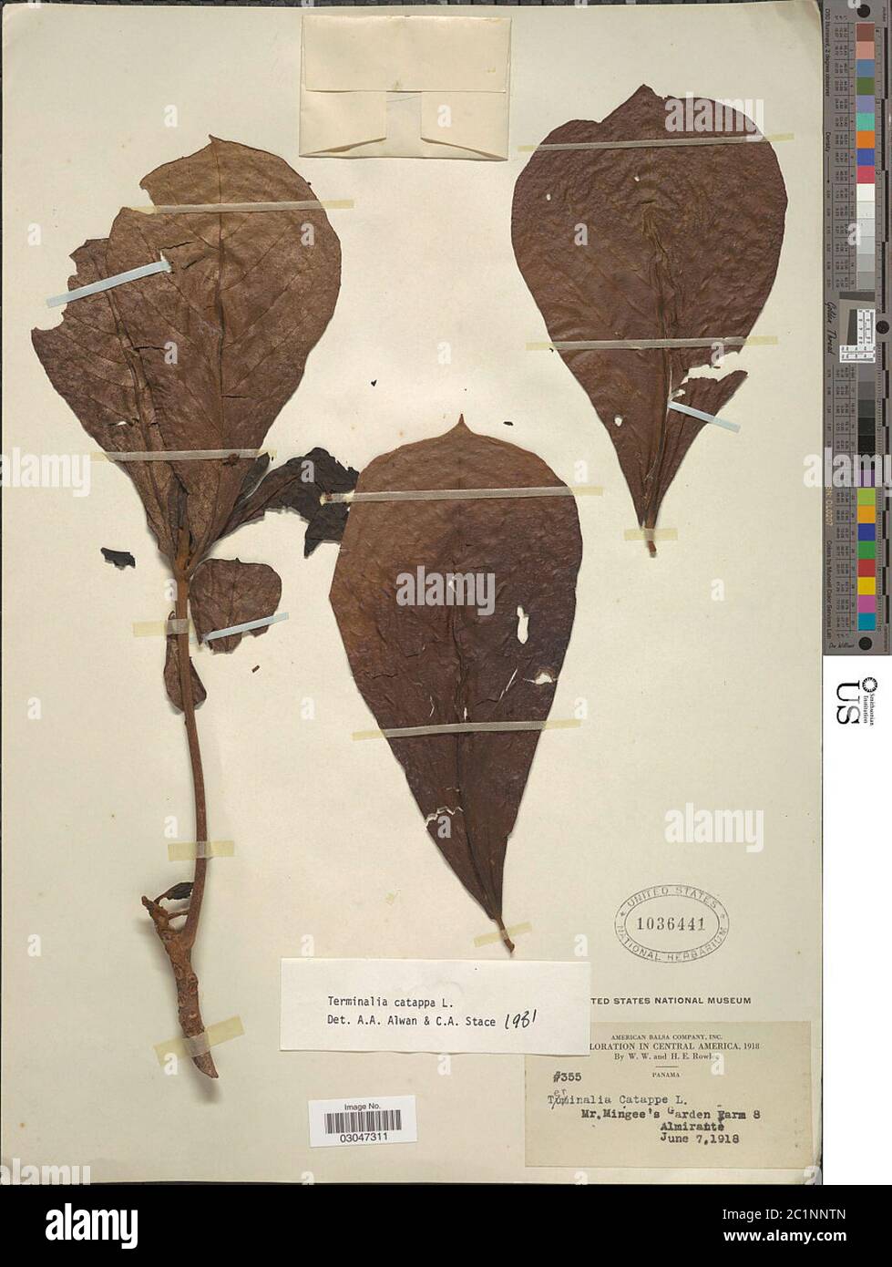 Terminalia catappa L Terminalia catappa L Stock Photo - Alamy