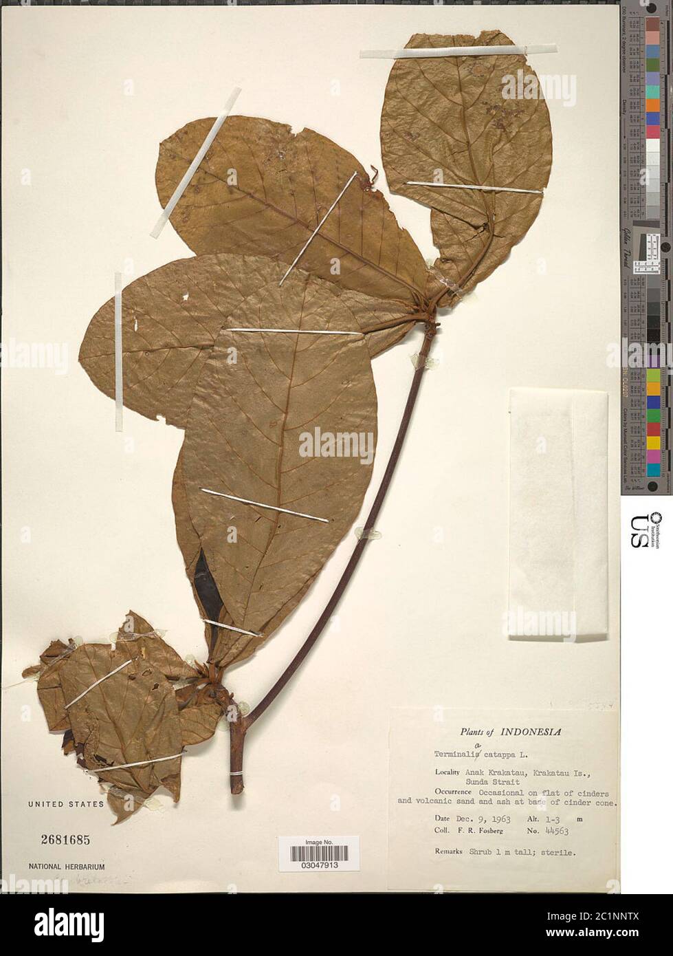 Terminalia catappa L Terminalia catappa L Stock Photo - Alamy