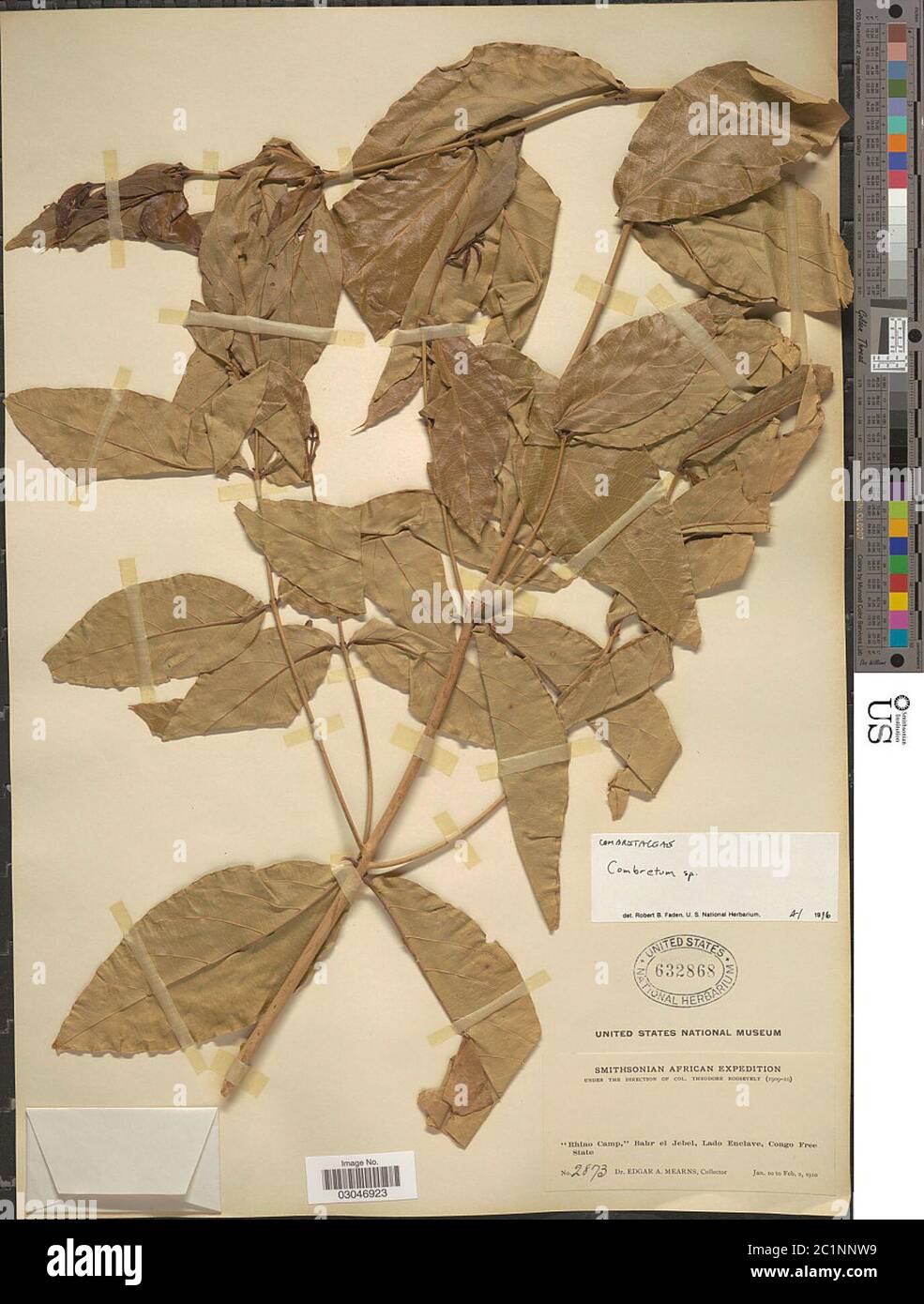 Combretum sp Combretum sp Stock Photo - Alamy