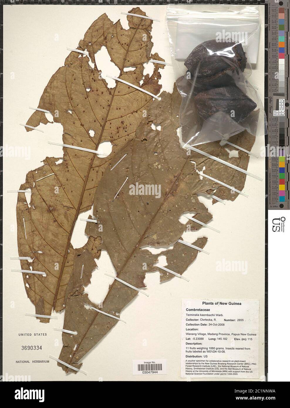 Terminalia kaernbachii Warb Terminalia kaernbachii Warb Stock Photo - Alamy