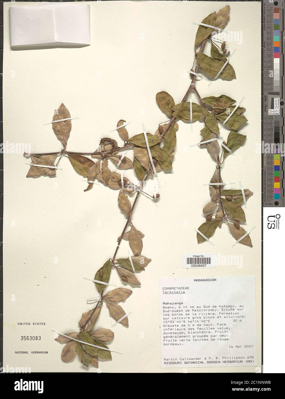 Terminalia sp Terminalia sp Stock Photo - Alamy