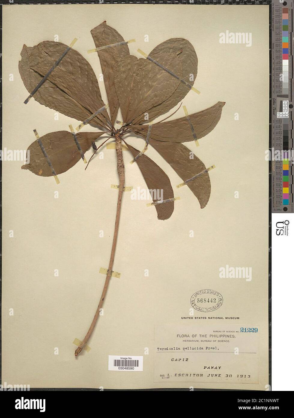 Terminalia pellucida Terminalia pellucida Stock Photo - Alamy