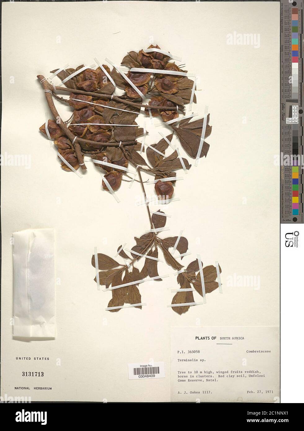 Terminalia sp Terminalia sp Stock Photo - Alamy