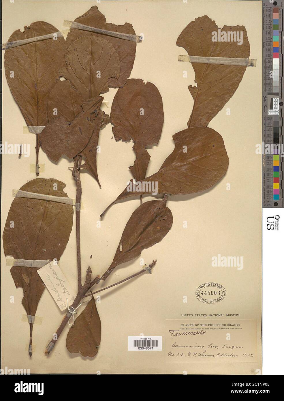 Terminalia ovocarpa Merr Terminalia ovocarpa Merr Stock Photo - Alamy