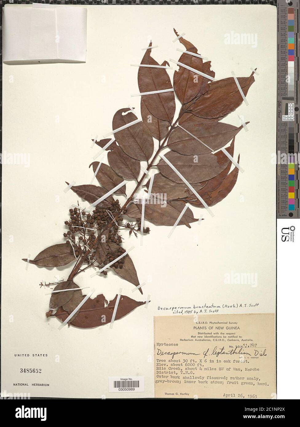 Decaspermum belense Merr LM Perry Decaspermum belense Merr LM Perry ...