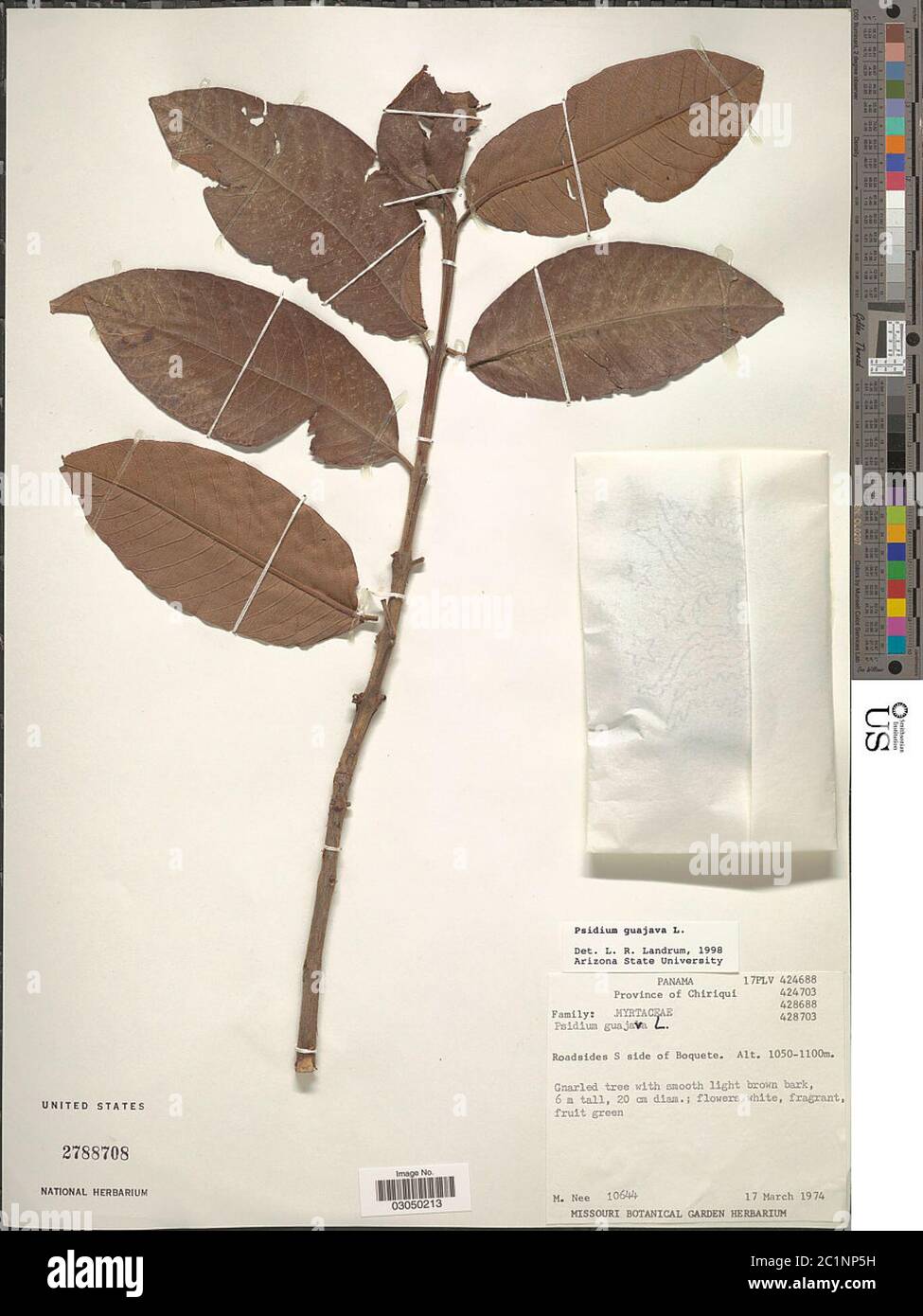 Psidium guajava L Psidium guajava L Stock Photo - Alamy