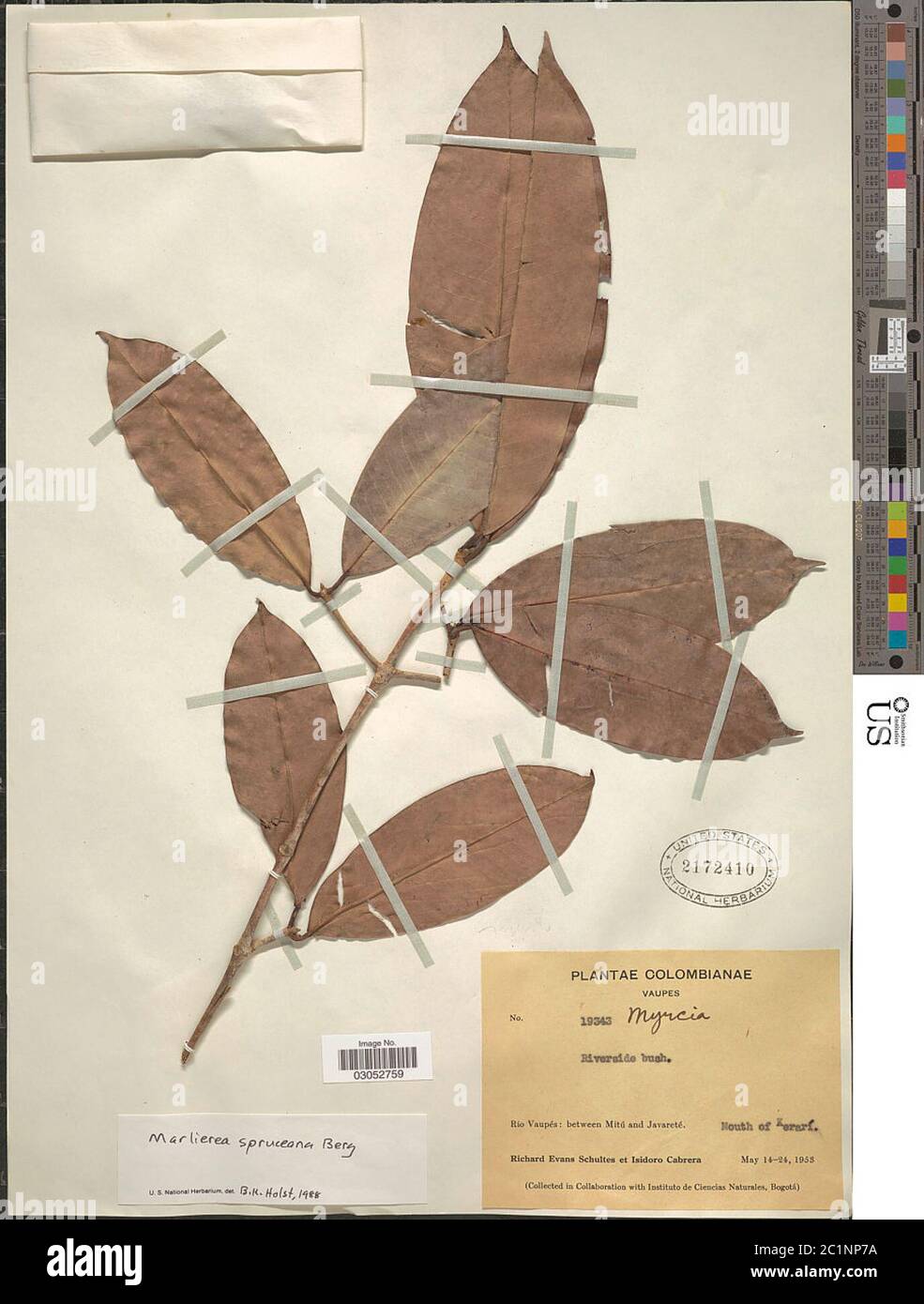 Marlierea spruceana O Berg Marlierea spruceana O Berg Stock Photo - Alamy