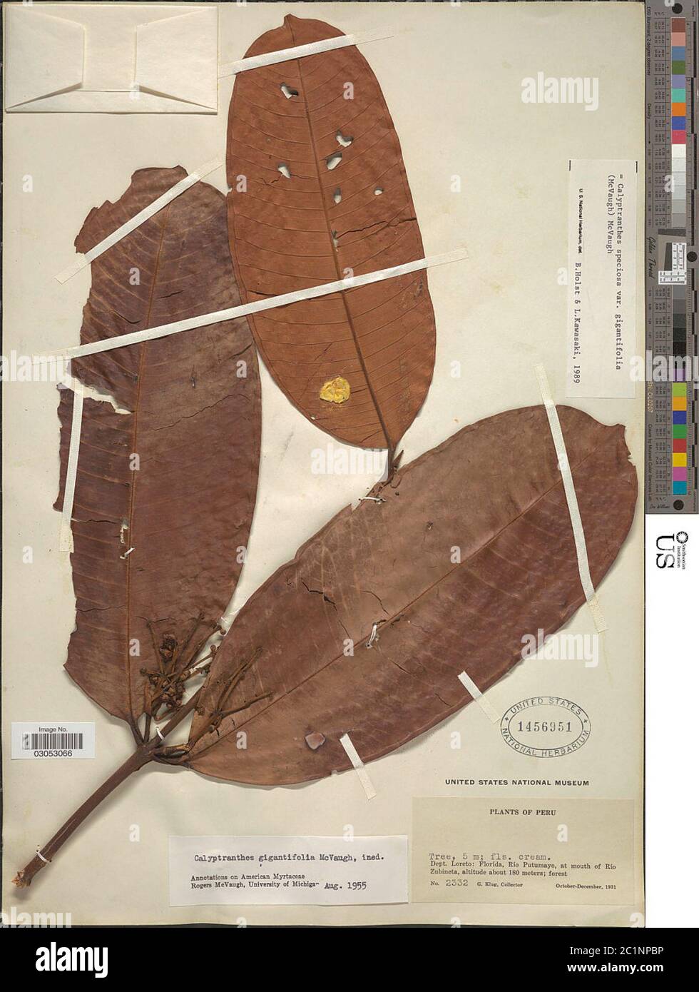 Calyptranthes speciosa var gigantifolia Sagot Calyptranthes speciosa ...