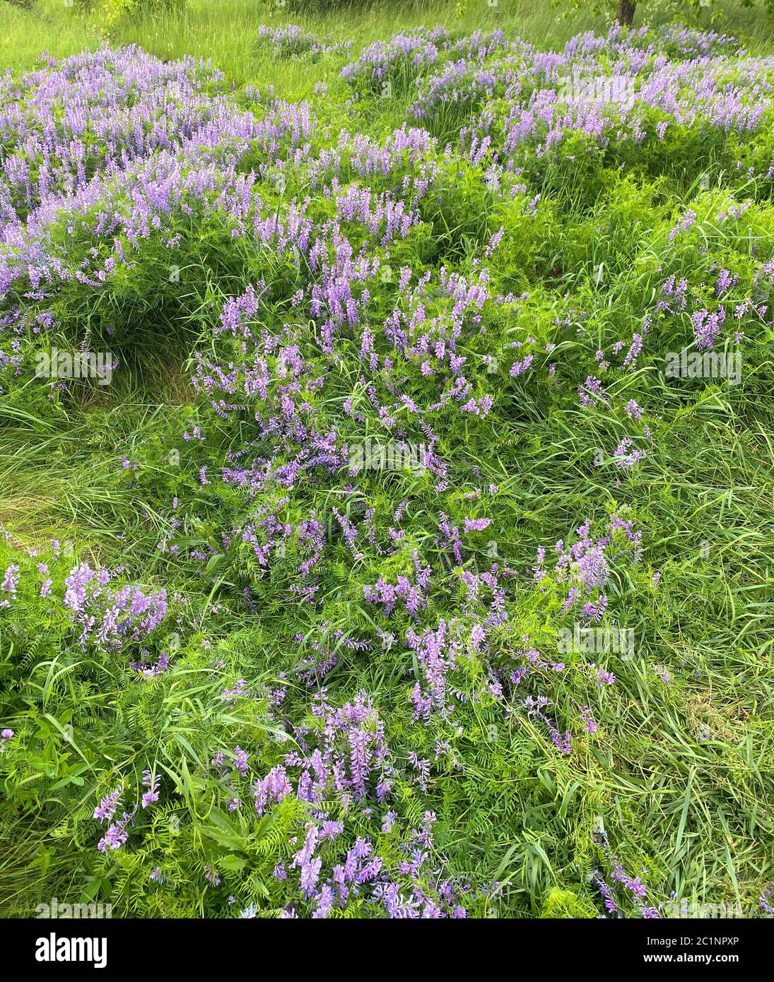 photo of wildflowers of lilac color Stock Photo - Alamy