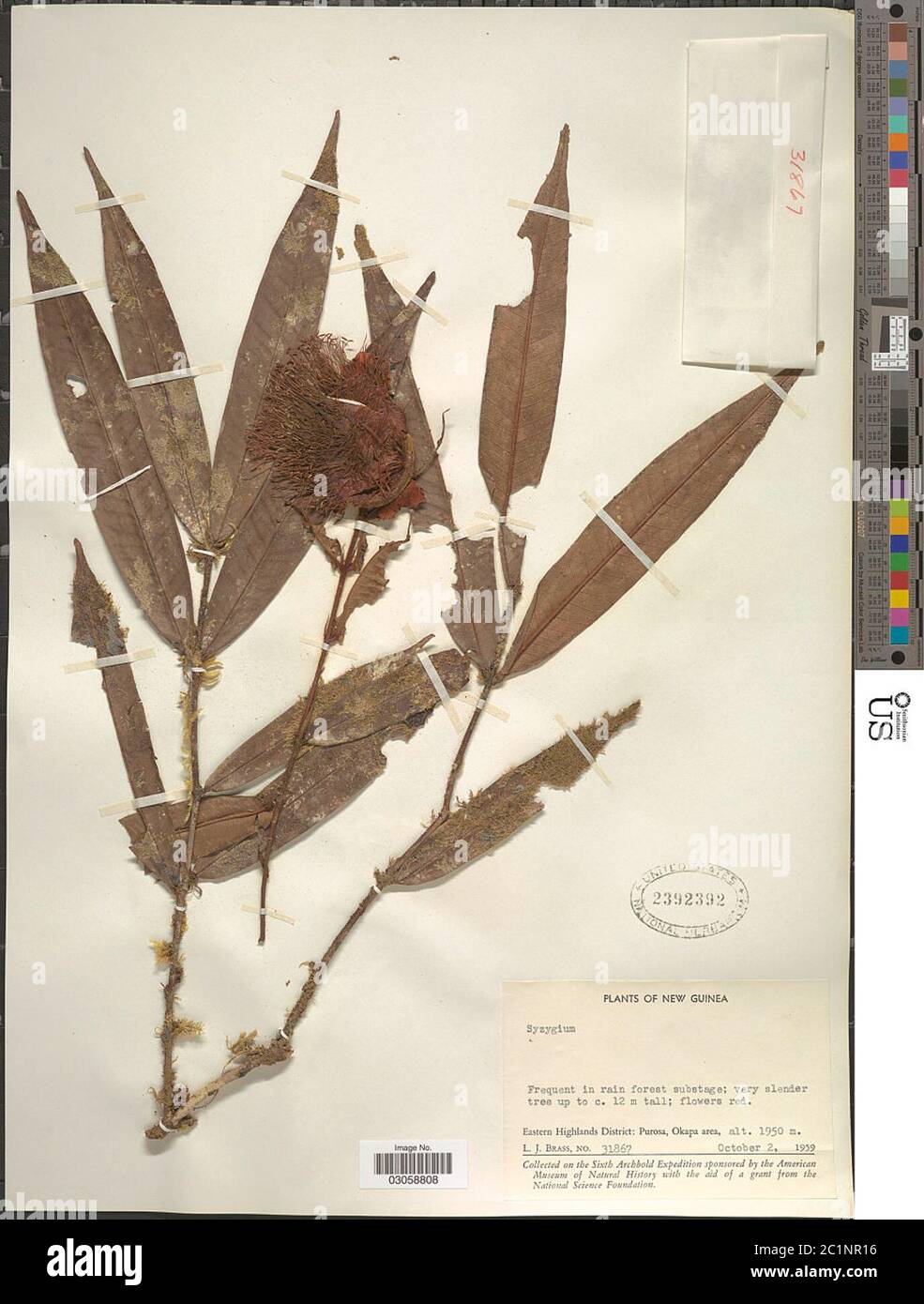 Syzygium sp Syzygium sp Stock Photo - Alamy