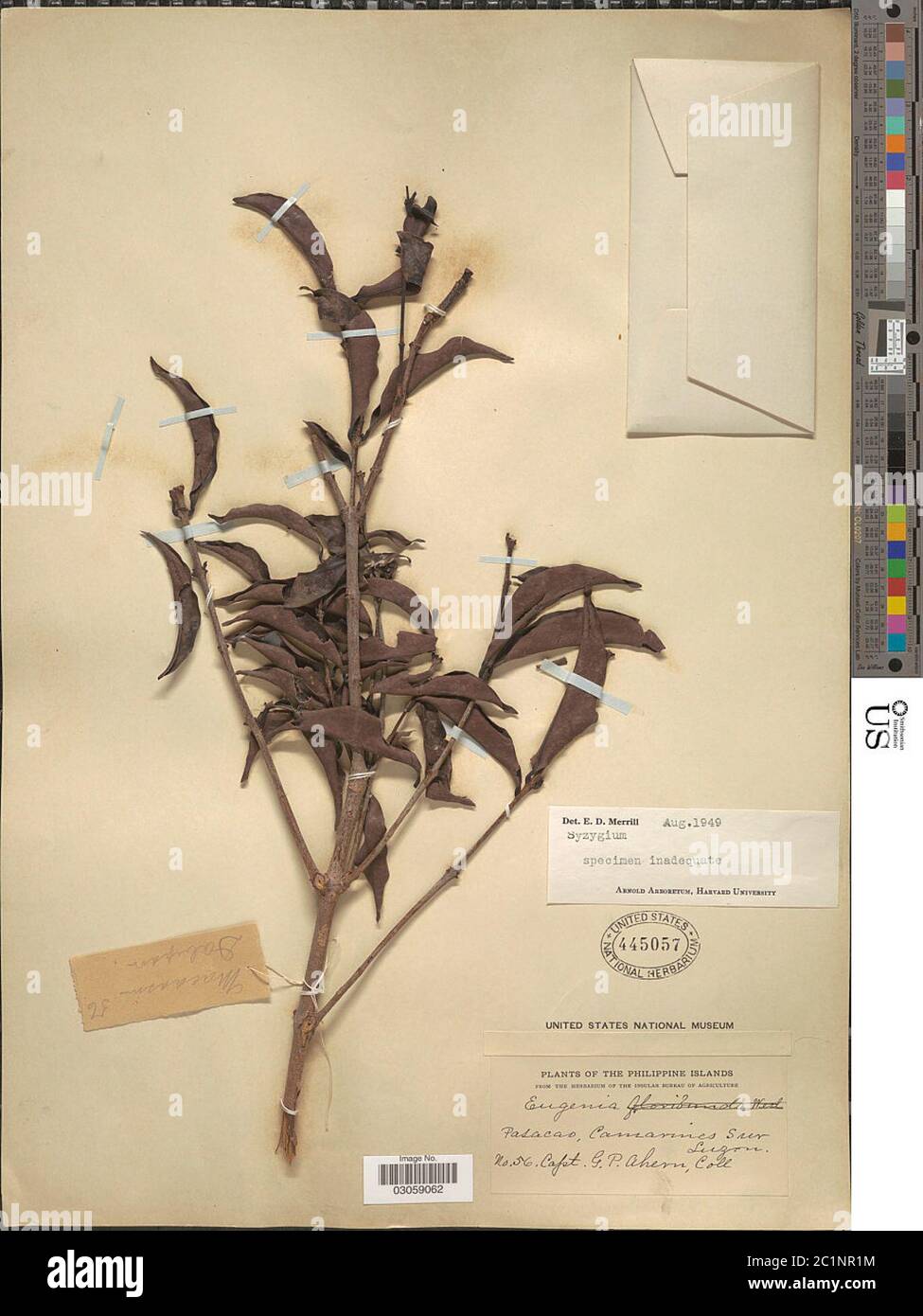 Syzygium sp sp hi-res stock photography and images - Alamy